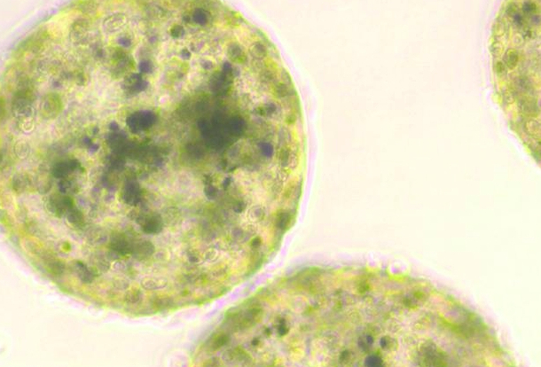 Un cerotto che trova i tumori: la rivoluzionaria invenzione contro il ...