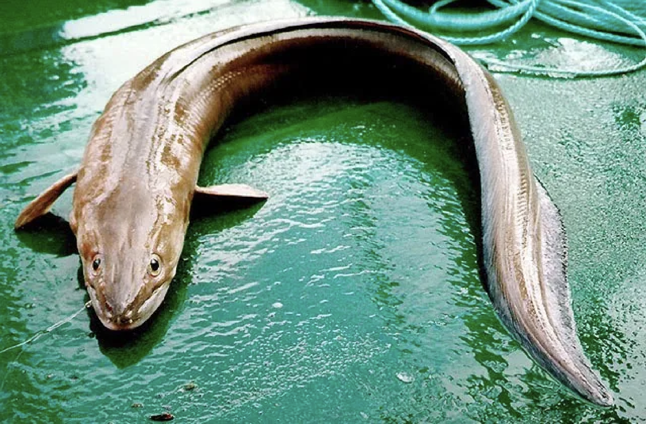 Natale, Napoli, superstizione: ecco perché è obbligatorio mangiare il ...